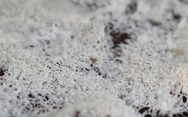 Weird White stuff growing on my soil