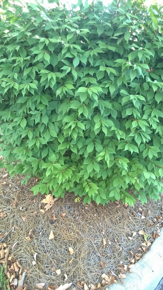 Trying to identify a bush