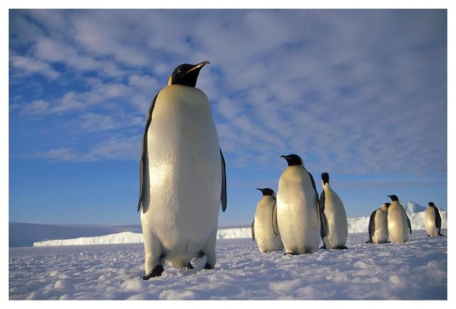 "Emperor Penguin Group, Kloa Point, Edward VIII Gulf, Antarctica" Wall ...