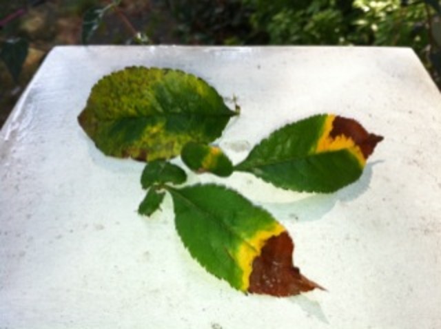 Please Help ID flowering quince problem