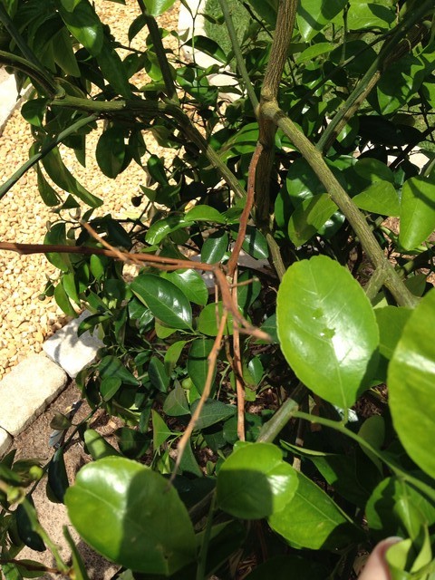 Sambo lemon tree ok? Or do I have a problem?