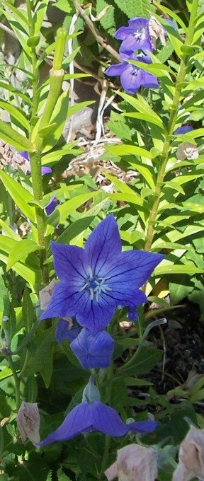 What is the 6-pointed purple flower?