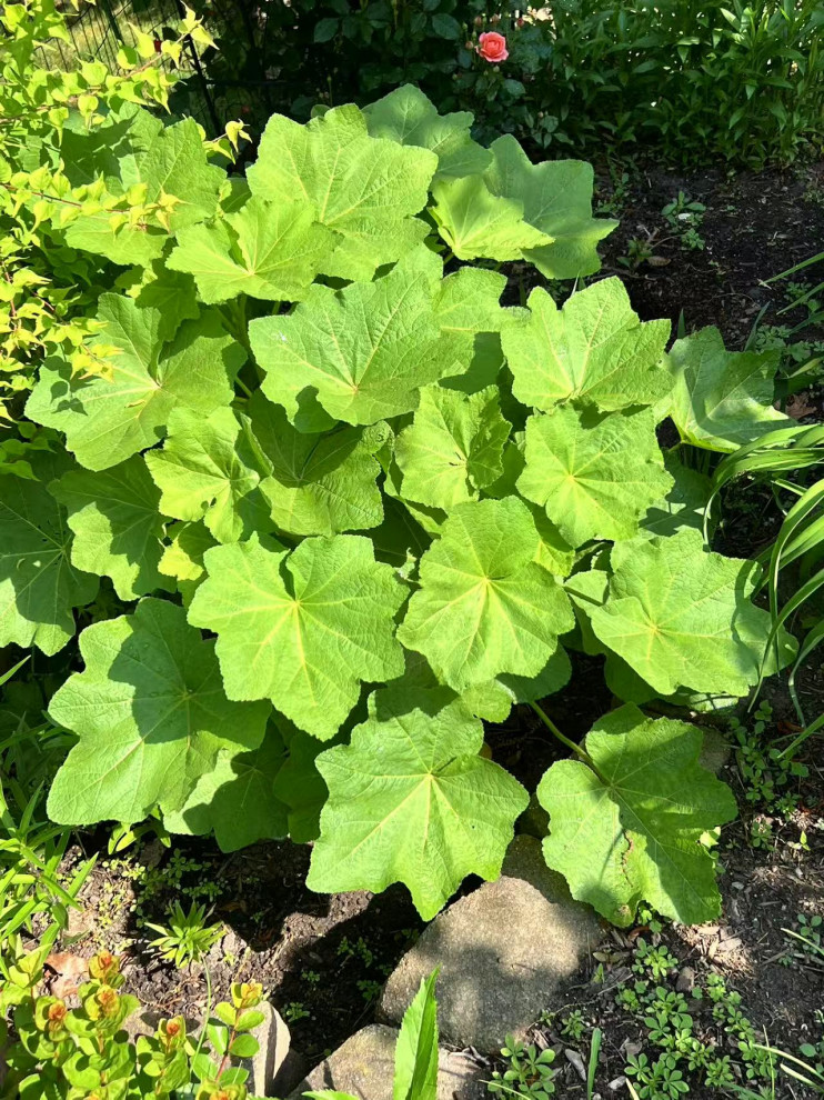 Hollyhock not blooming for a few years. Is that possible?