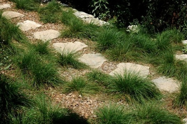Sedge-lined pathway - Modern - Landscape - Austin - by J. Peterson ...