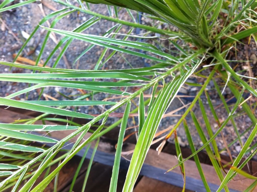 white stuff on pygmy date palm
