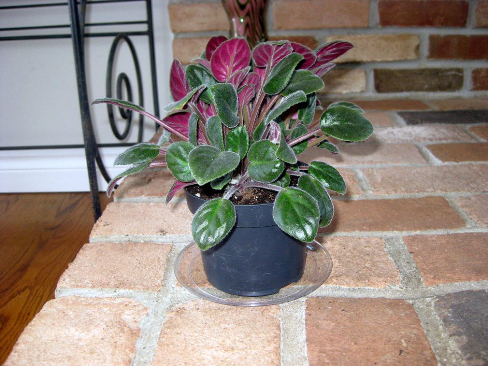 Are there multiple plants in this A.V.pot? | Houzz Forum