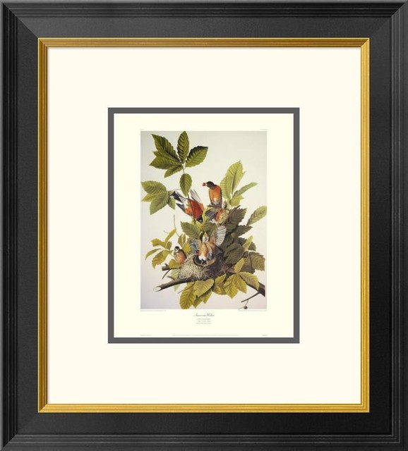 "American Robin (decorative border)" by John James Audubon, 18x20", 18 ...
