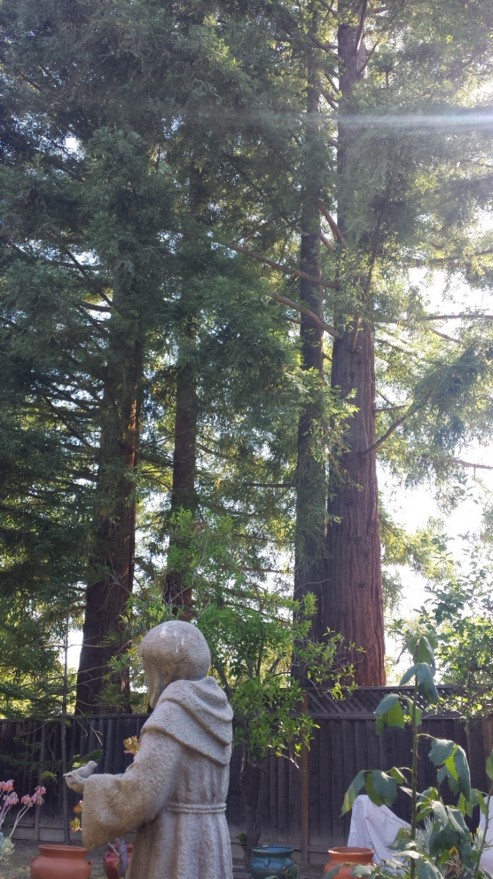 How to Install a Root Guard Barrier to Protect Against Redwood Trees ...