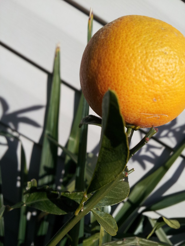 Hardy Citchangsha/citrandarin in zone 7a - Northern VA!