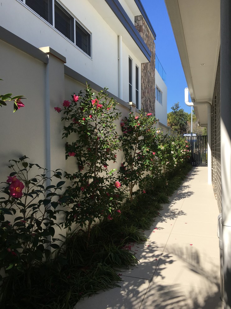 The 7 Fundamentals of Choosing Plants for Skinny Side Gardens | Houzz NZ