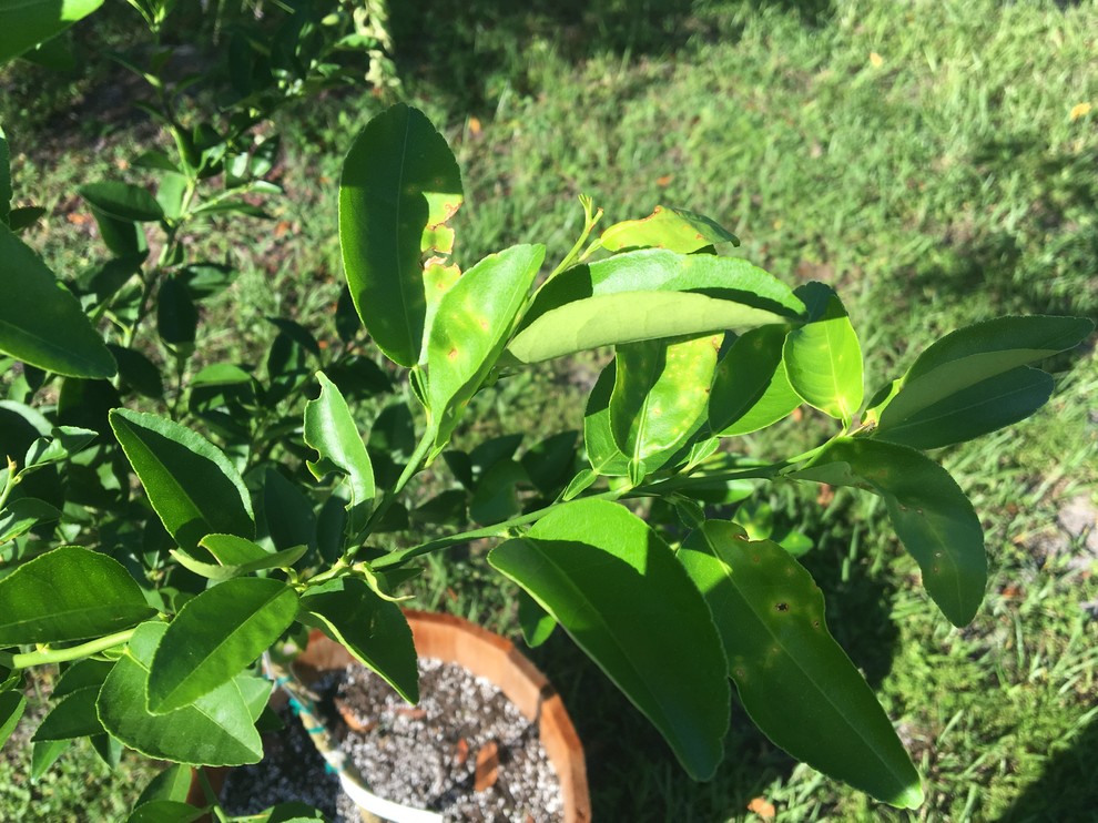 Key Lime fruit tree