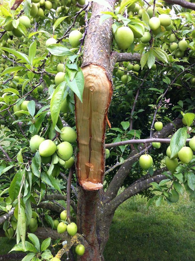 Plum Tree Broken Branch