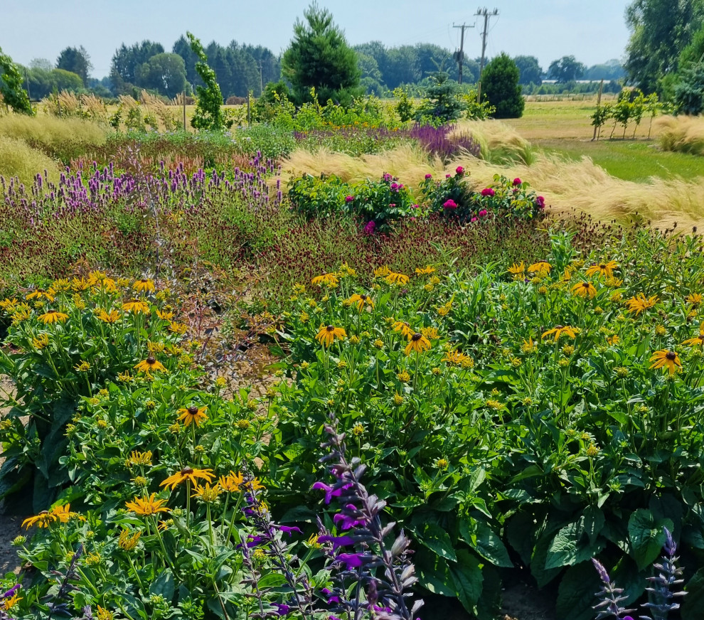 Large perennial prairie style planting design - Modern - Garten ...