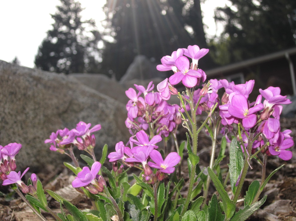 Arabis blepharophylla 'Red Sensation'