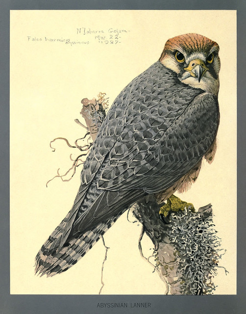 Abyssinian Lanner Print, 16" x 24" - Contemporary - Prints And Posters ...