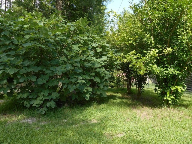 Crowded Fruit Trees