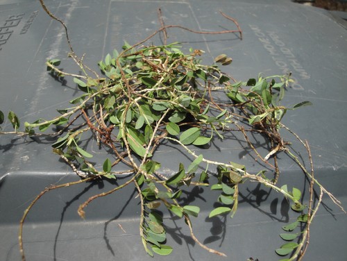 Need help ID Weed - spreading with long tap roots