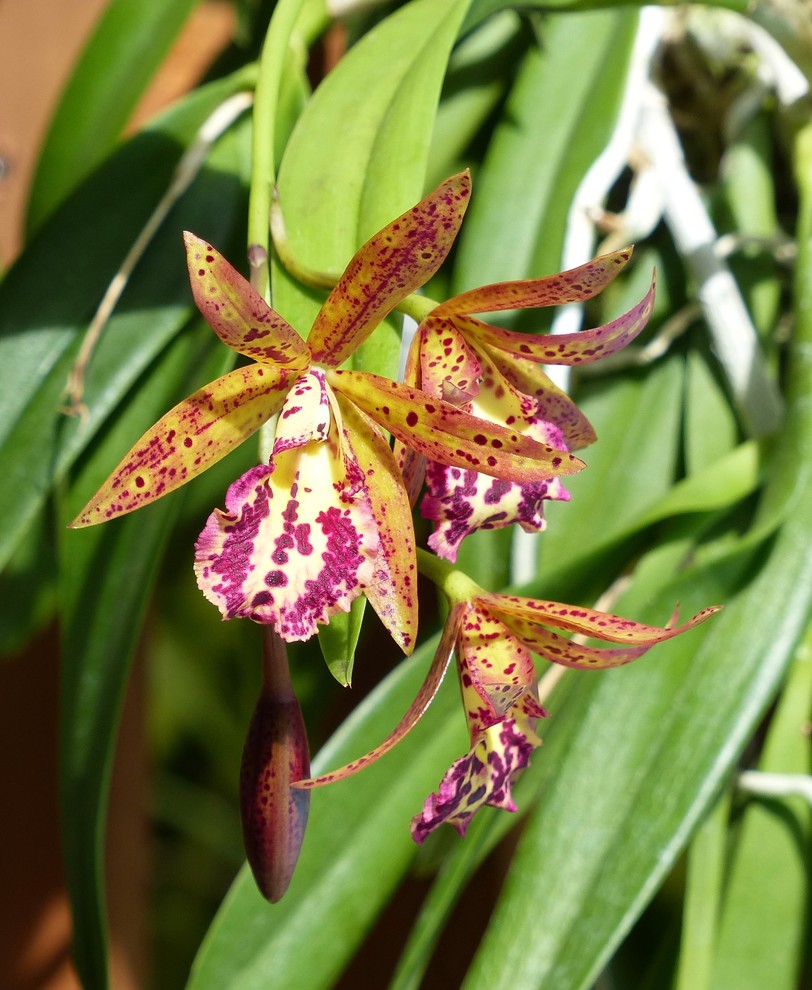 Blc Rustic Spots 'H & R'