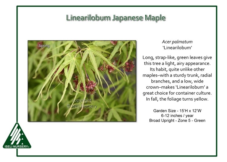 Acer Palmatum 'Linearilobum'