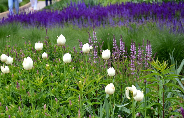 The Kinds of Plants You Find in a Yard