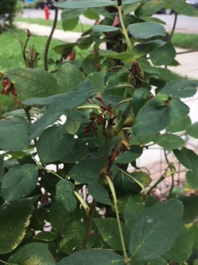 Oh, no! More problems... Is this rose midge?