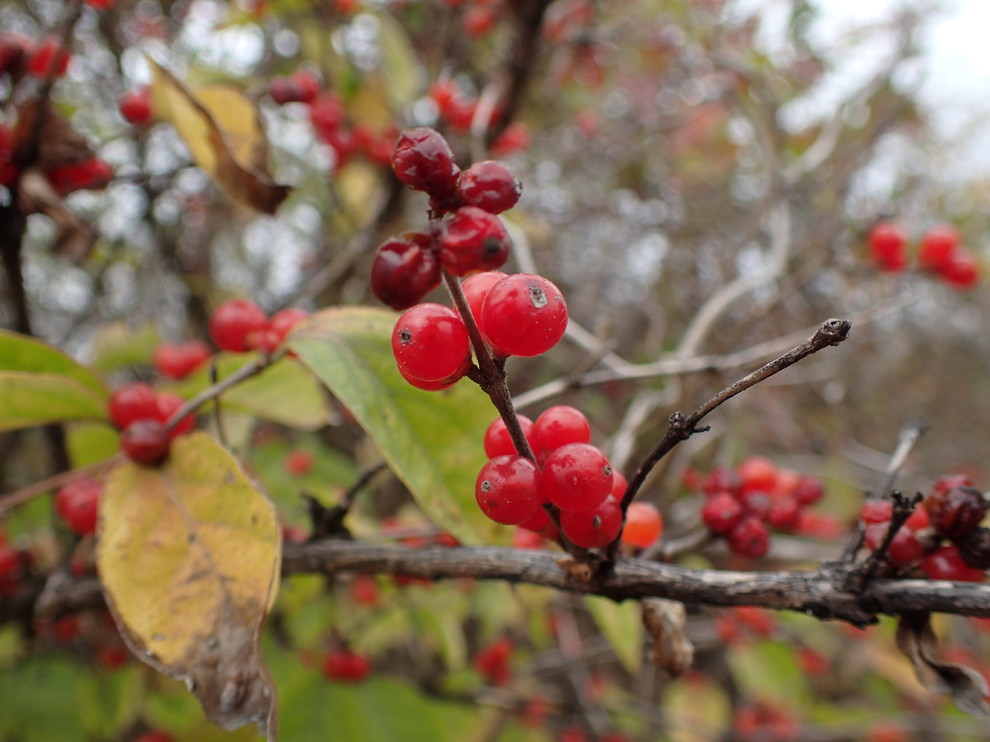 Small Red Berry Shrub?