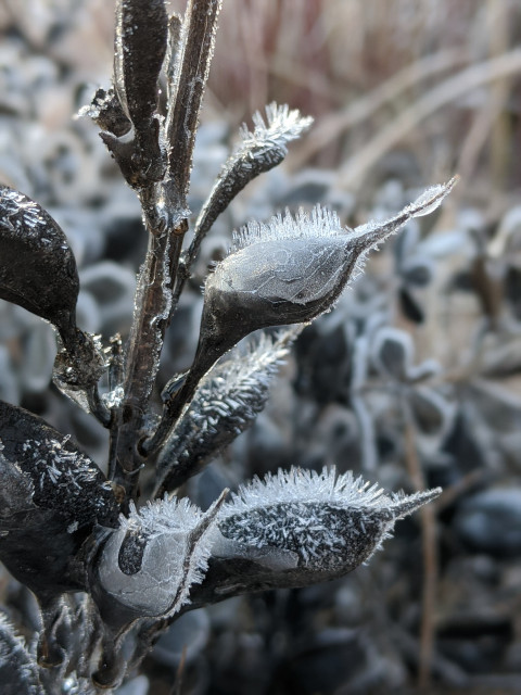 A Celebration of Life in the Winter Garden