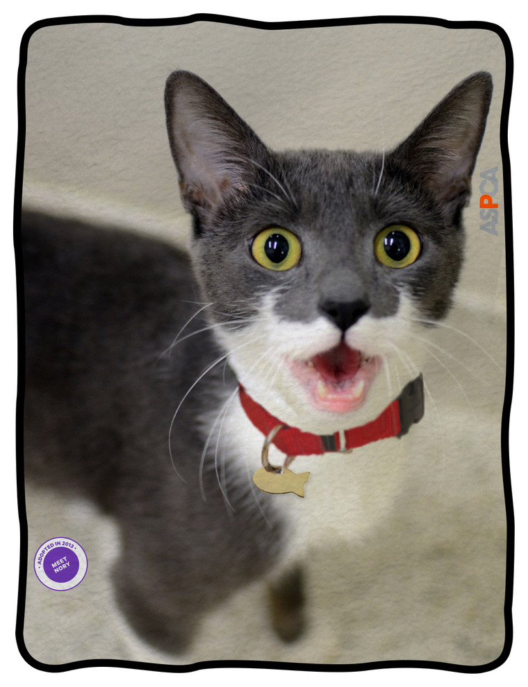 Nory the Cat ASPCA Fleece Blanket, 11 - Contemporary - Blankets - by ...