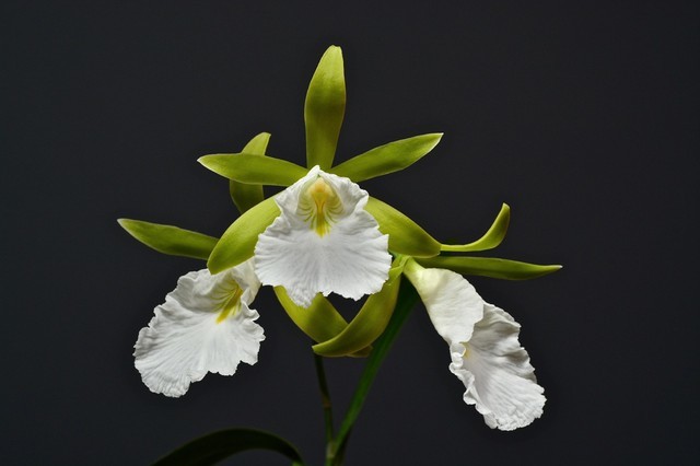 Encyclia mariae