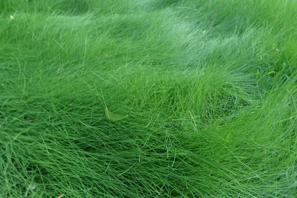 Hairlike Grass? | Houzz Forum