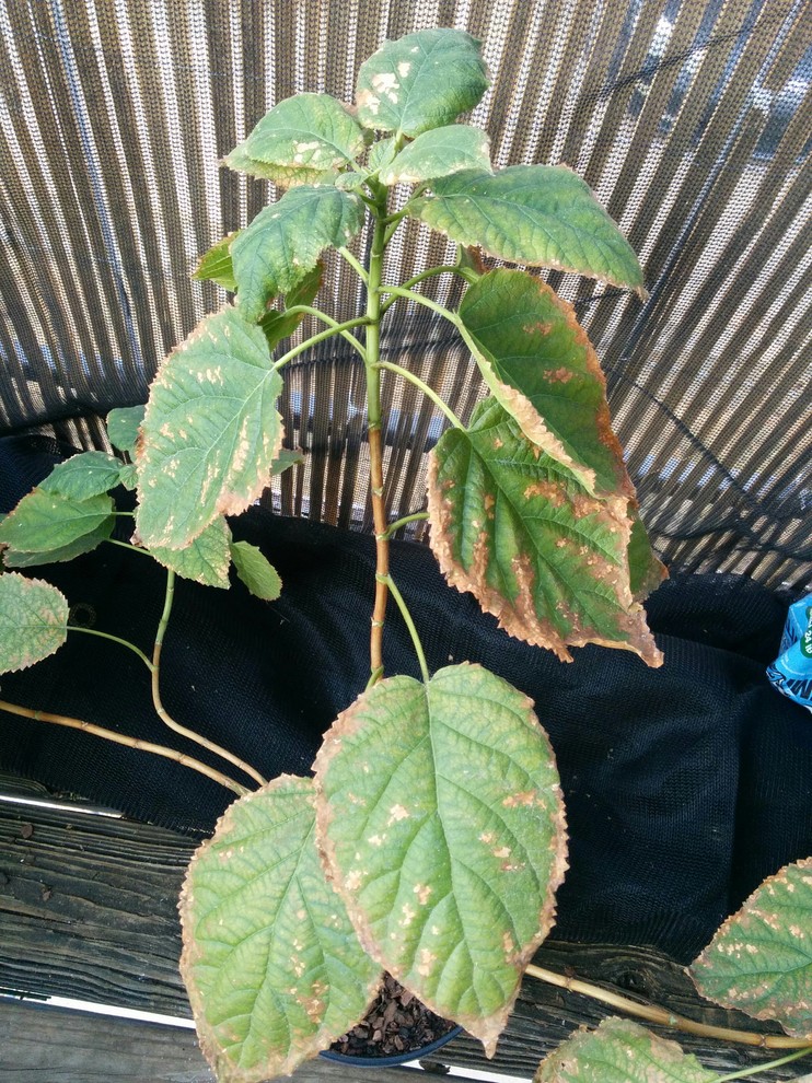 Spider mites