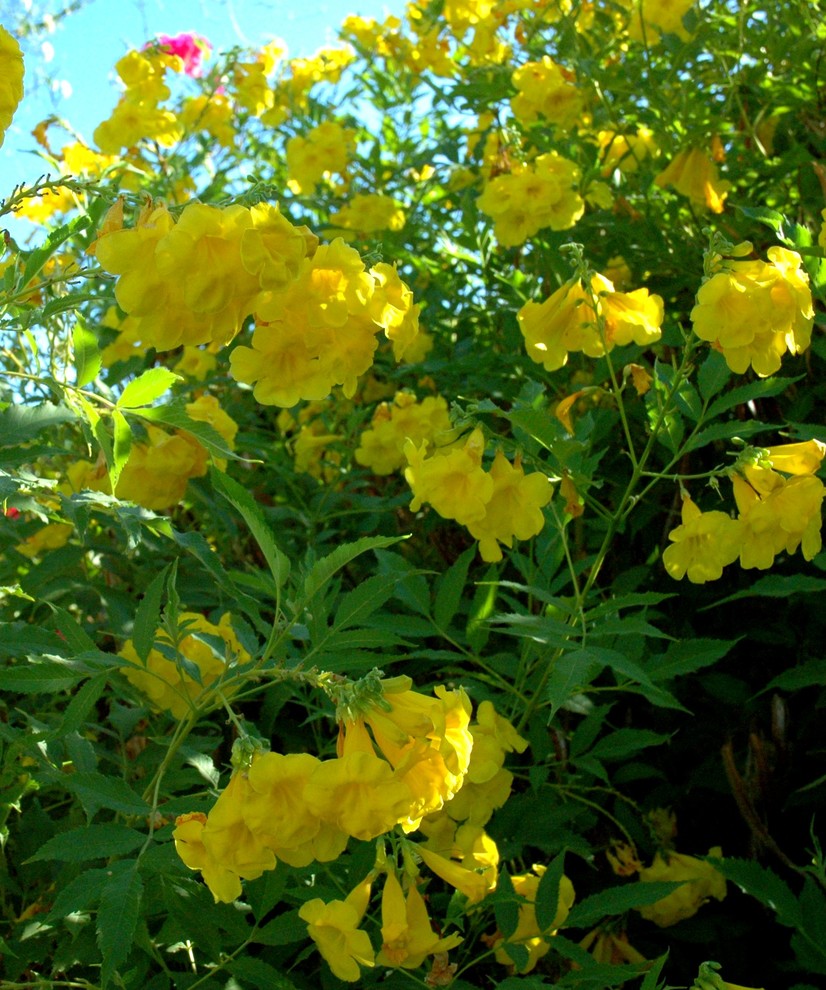 Great Design Plant: Yellow Bells, a Screening Queen