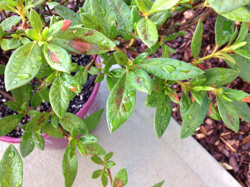 Encore Azalea Problems; Sunburn??