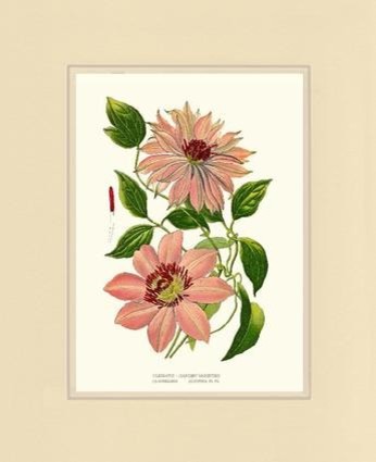 Vintage Botanical Flower Art Print: Clematis, 11x14 Print - Traditional ...