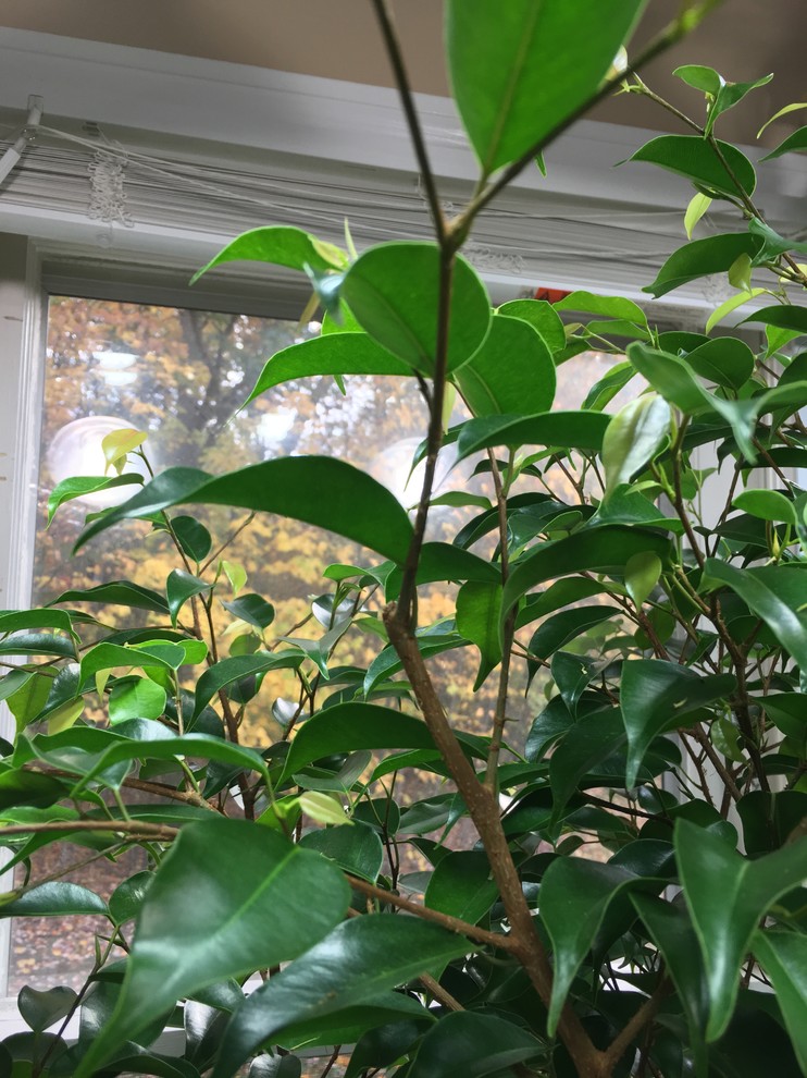 Ficus pruning, how to control direction of new growth