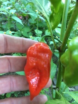 Sweet Datil Pepper