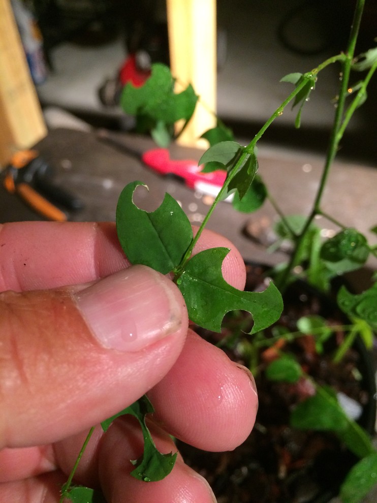 Bugs eating my Japanese Pagoda seedling