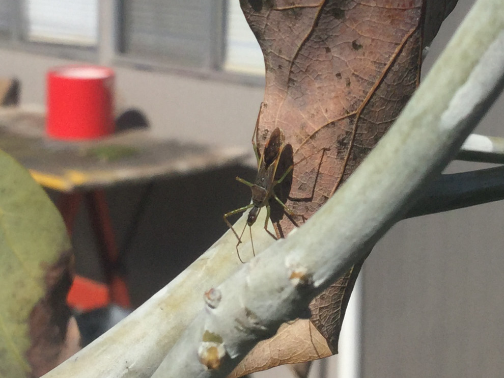 Bug pic
