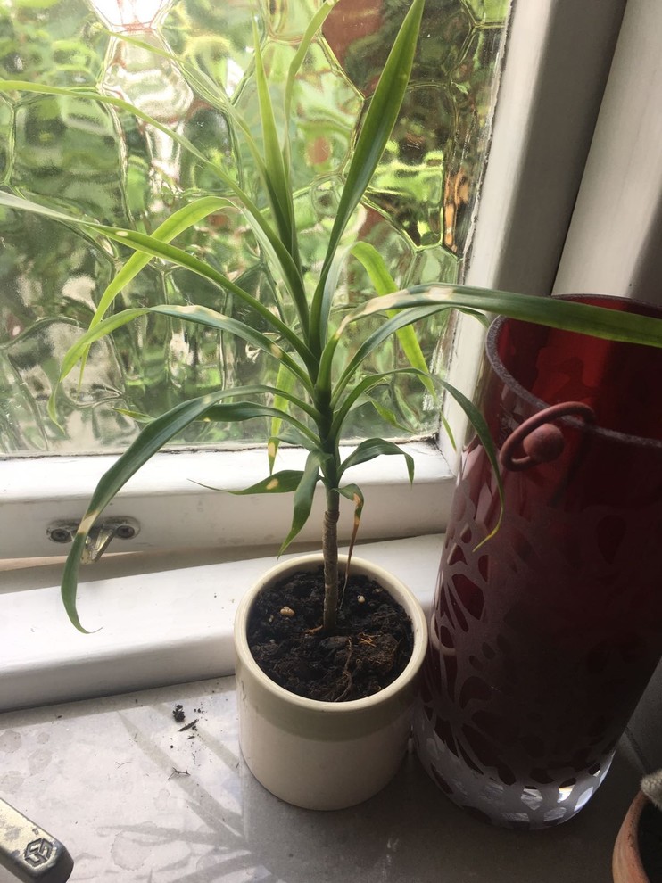 Bleached areas appearing on palm leaves
