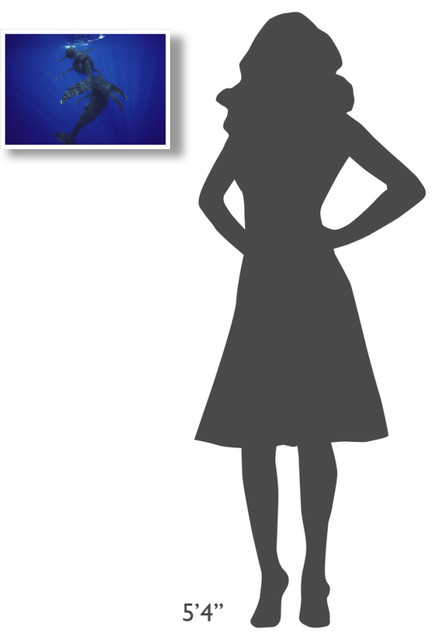 Humpback Whale Calf, Mother, And Male Escort, Maui, Hawaii-Paper Art ...