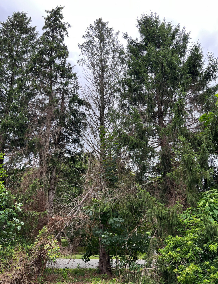 Dying Norway Spruce - need help!