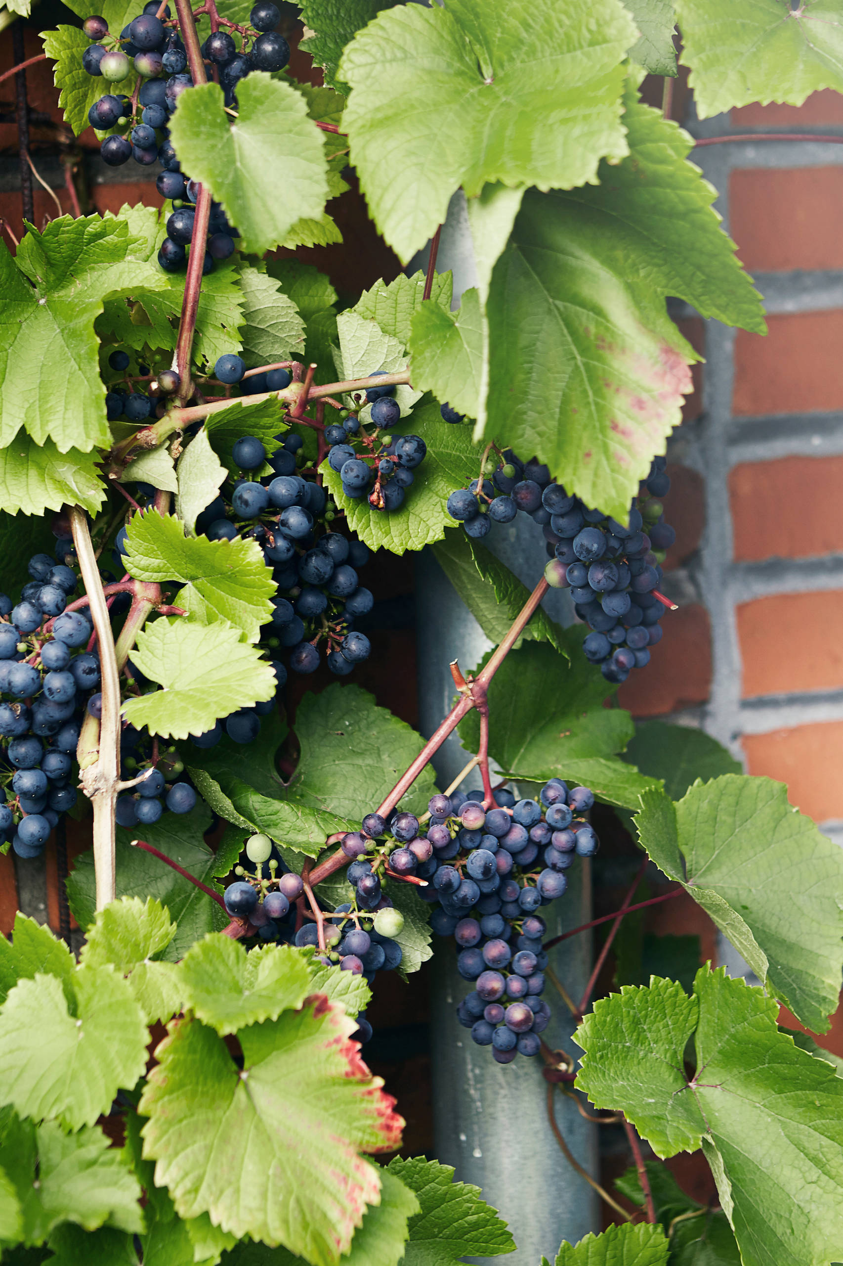 Dyrk vindruer i drivhus med din egen vindrueplante. Lær om beskæring af ...