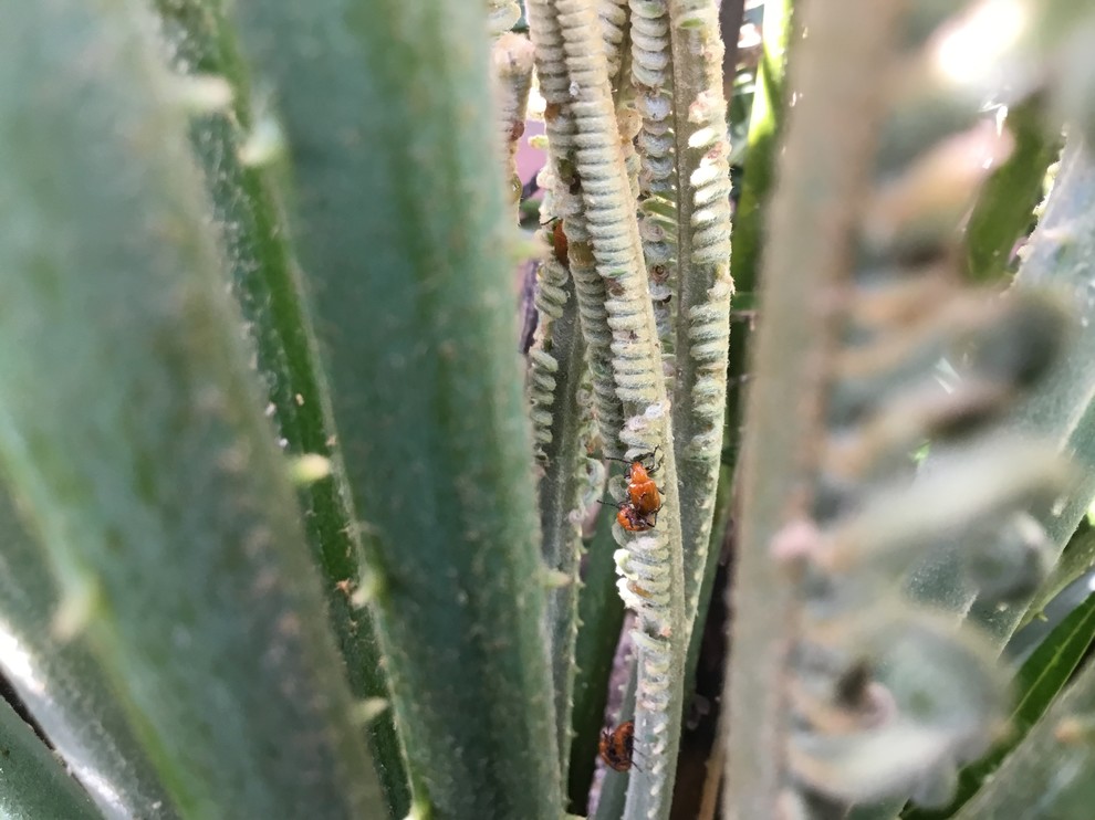 Cycad pests killing plant