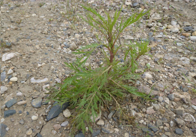 Unable to identify this Saskatchewan weed | Houzz Forum