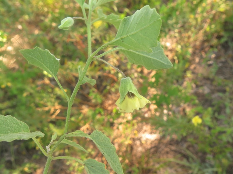 Physalis mollis (Field Groundcherry)