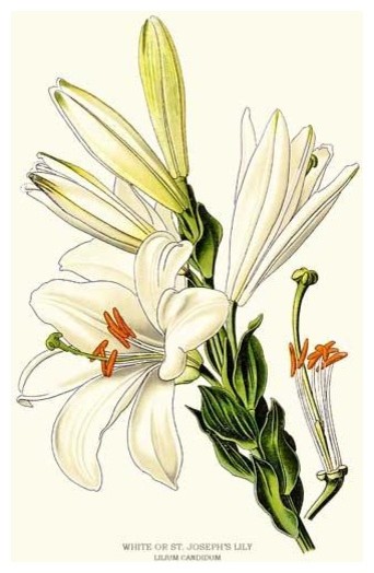 Vintage Botanical Flower Art : White St. Joseph's Lily, 5x7 Print ...
