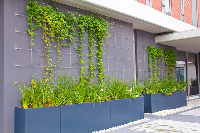 Green Wall Trellises - Contemporary - other metro - by Tensile Cables