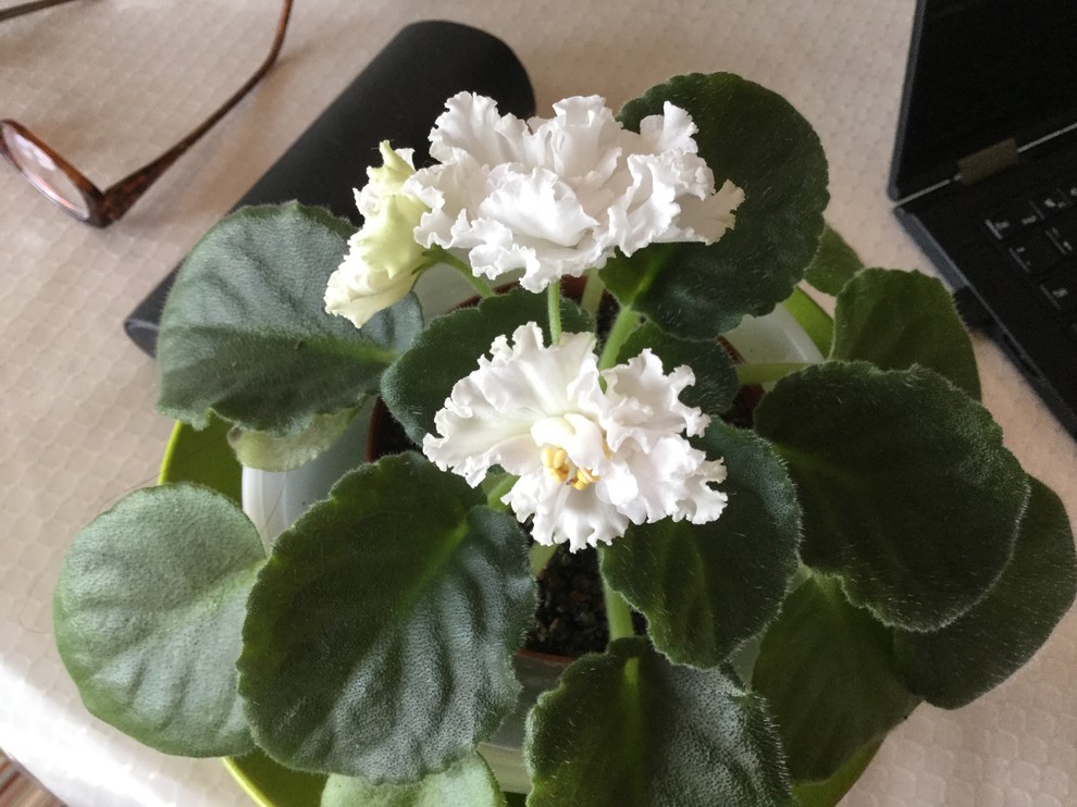 Two AVs had their first blooms. Both sported