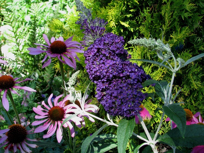 'Buzz Midnight' Buddleia