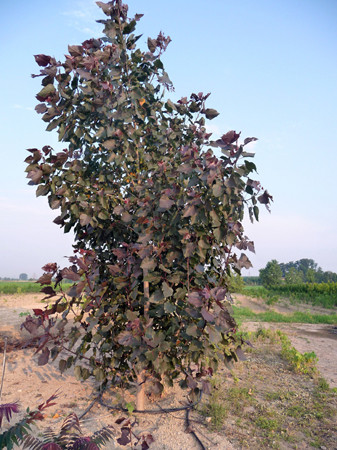 Populus deltoides 'Purple Tower'